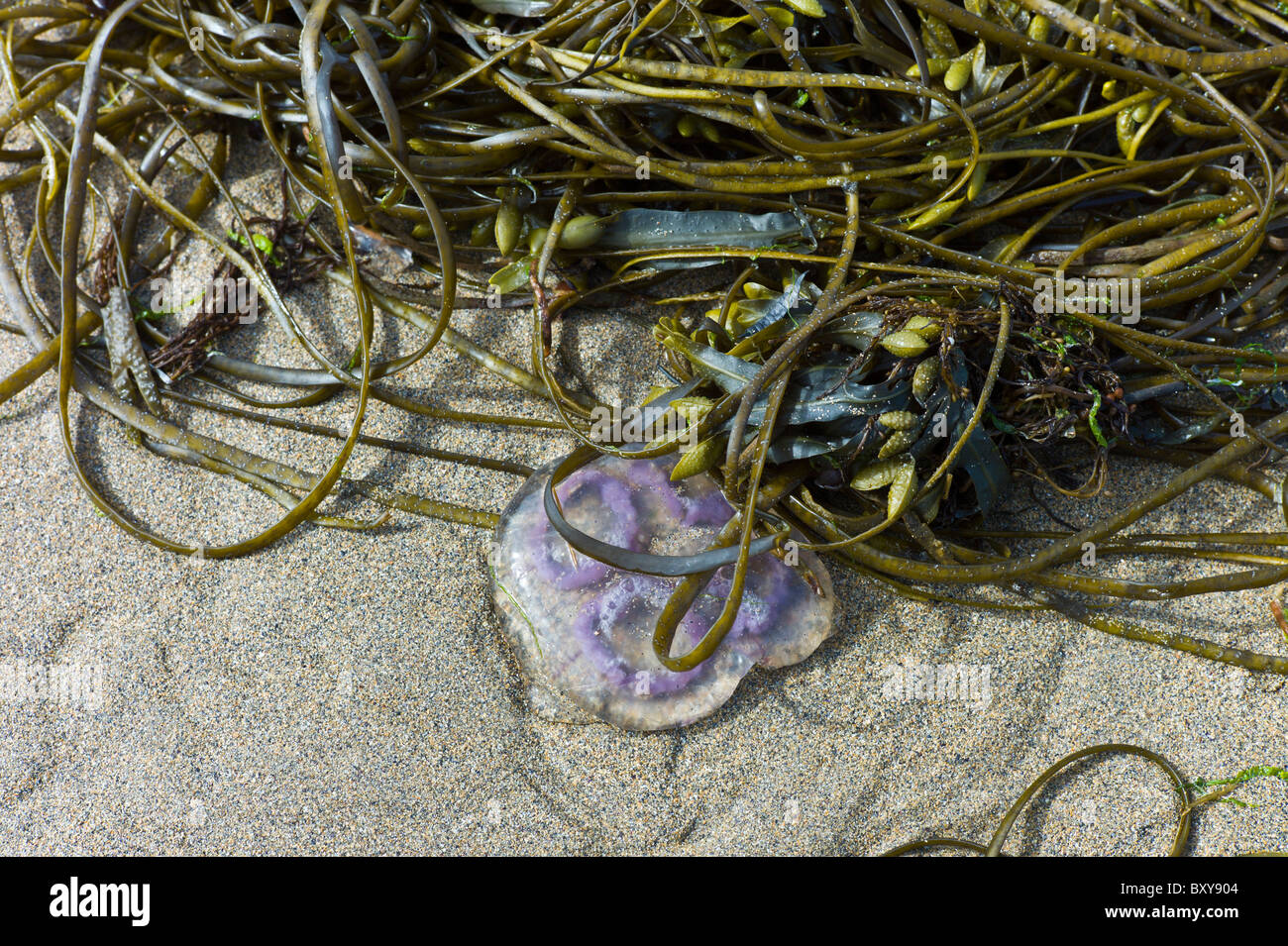 Common Moon Jellyfish Aurelia Aurita, Sea Lace seaweed and Bladder ...