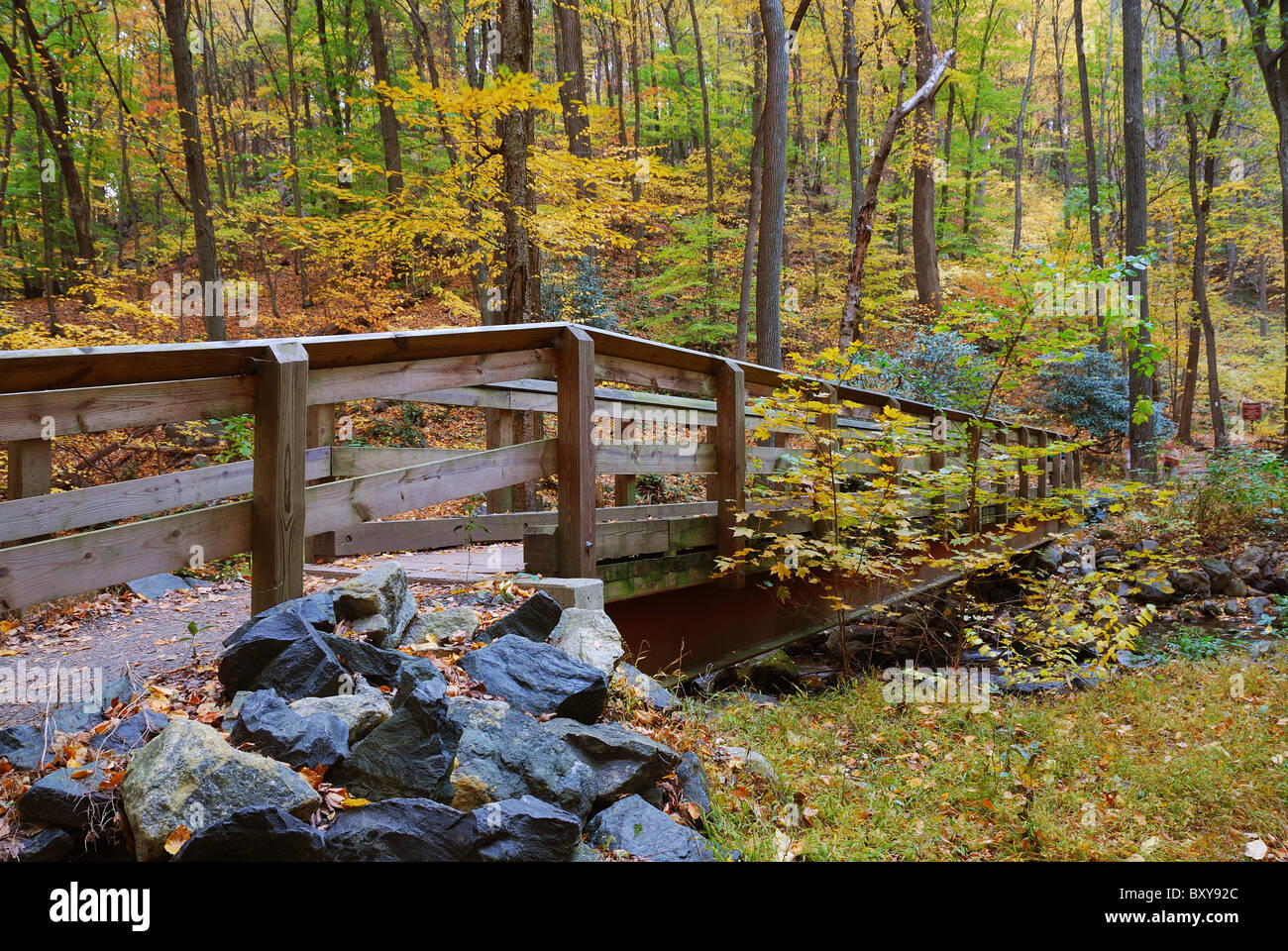 Autumn forest with wood bridge over creek in yellow maple forest with ...