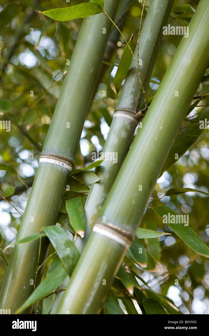 Bamboo stalk detail Stock Photo - Alamy
