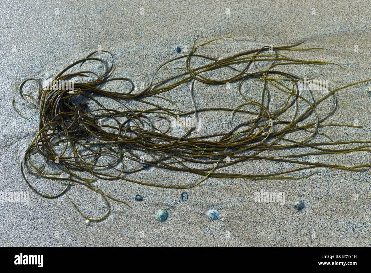 Sea Lace seaweed and limpet sea shells, on sandy beach at Spanish Point ...