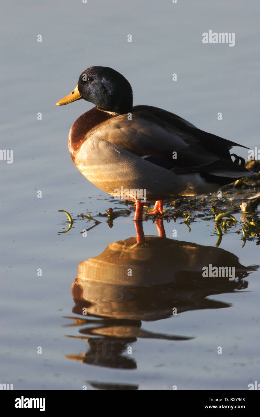 A mallard duck (Anas platyrhynchos )in flight. Dutch Gap, Chesterfield ...