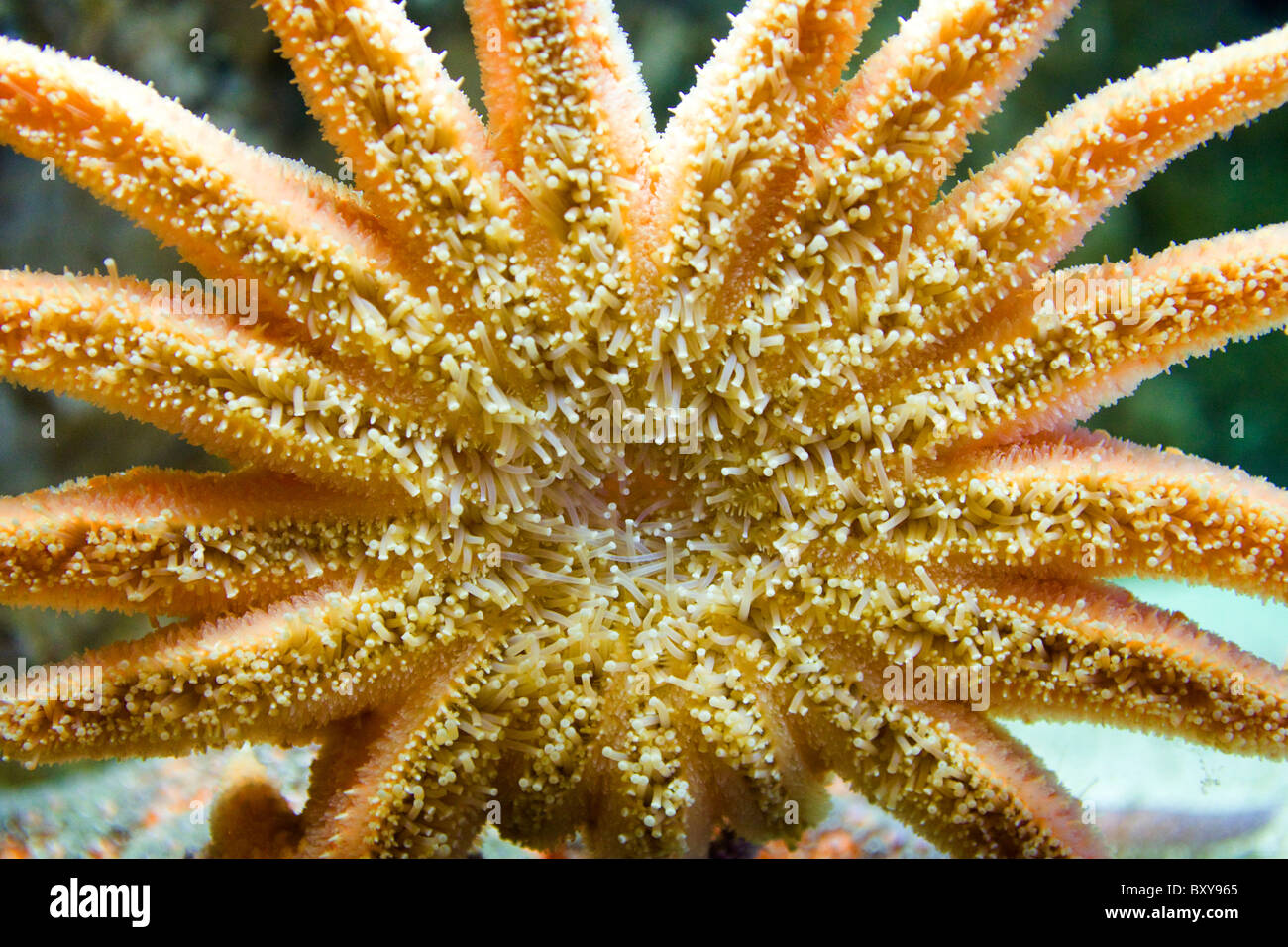Sun Starfish detail Stock Photo - Alamy
