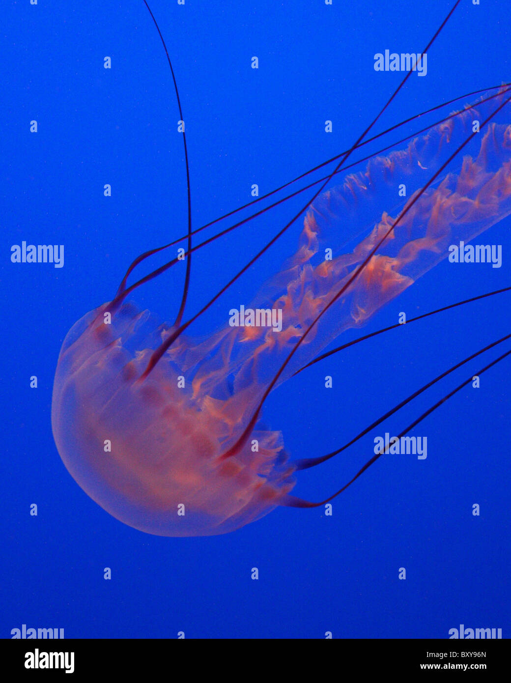 A Jellyfish with limbs akimbo Stock Photo - Alamy