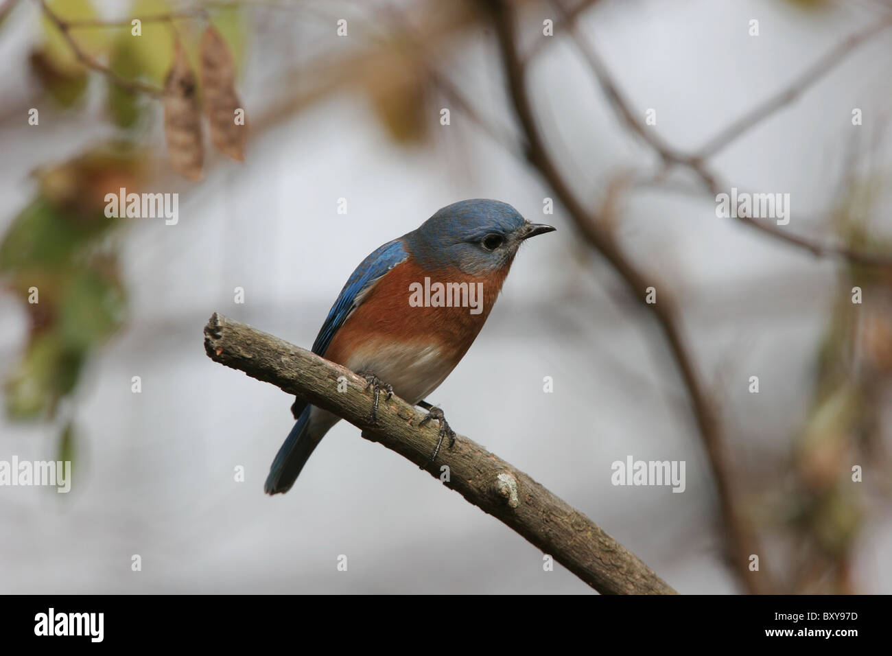 Eastern Bluebird,male, Dutch Gap conservation area, Chesterfield County ...