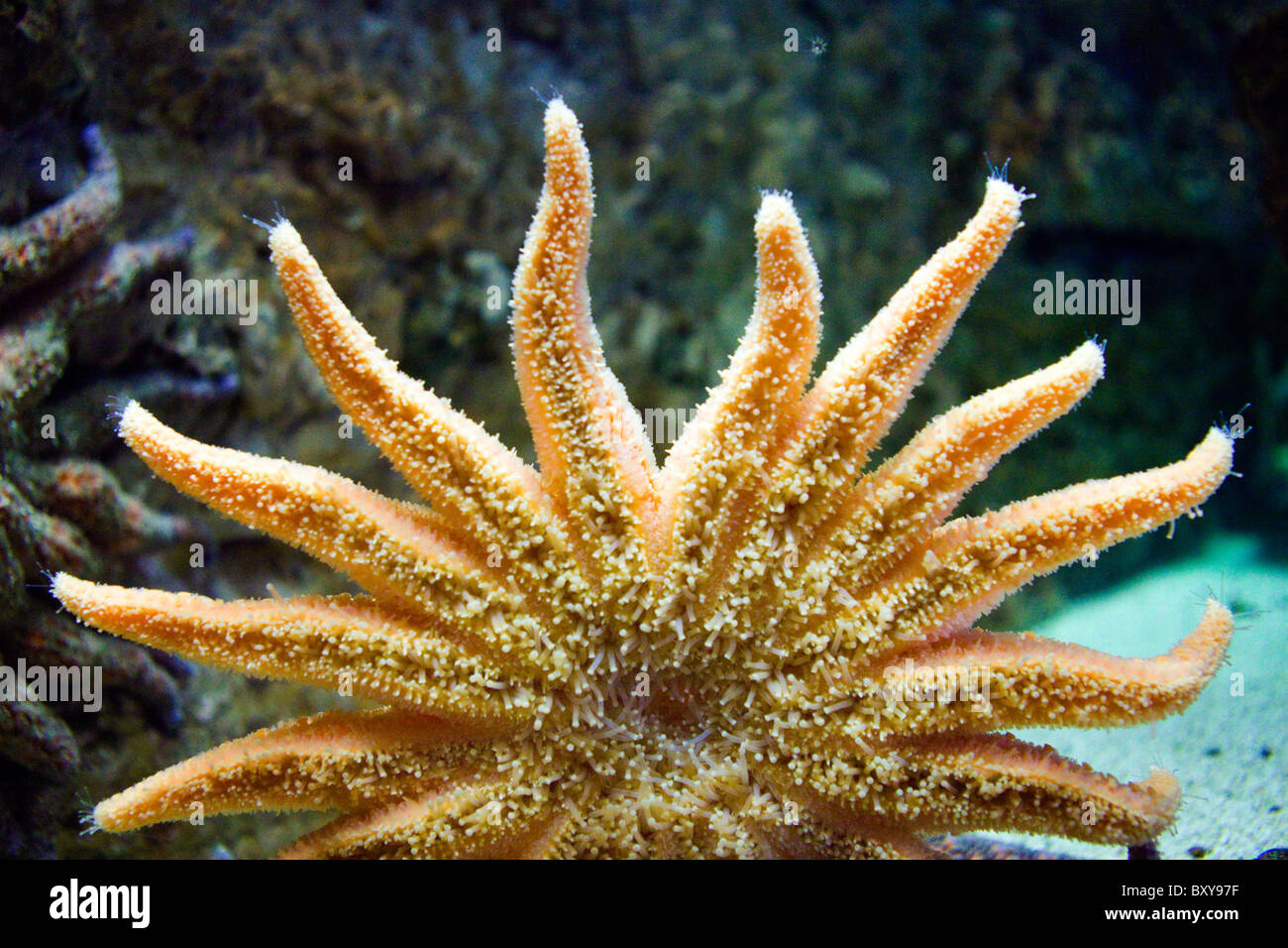 Sunstar starfish hi-res stock photography and images - Alamy