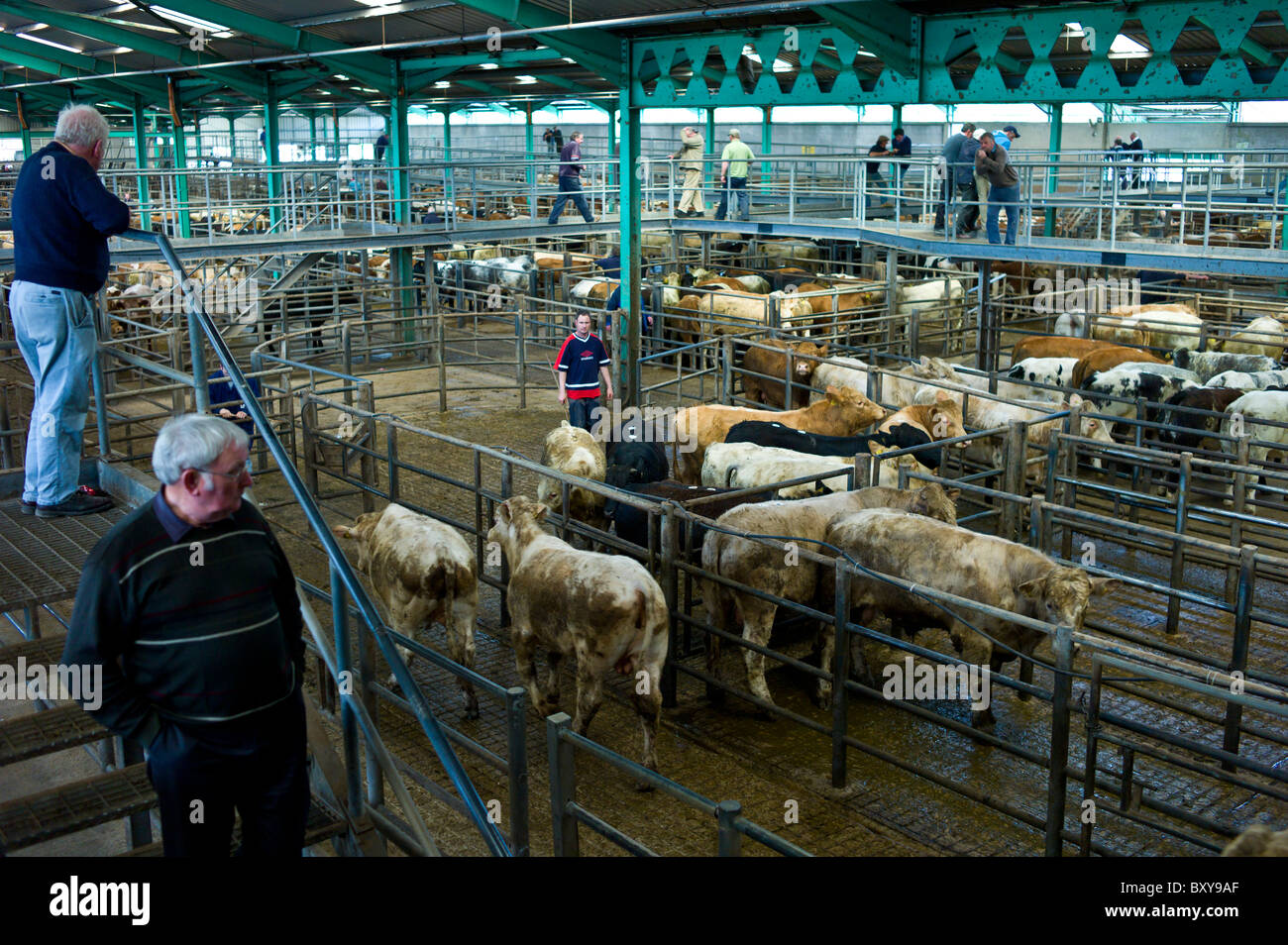 Cattle auction hi-res stock photography and images - Alamy