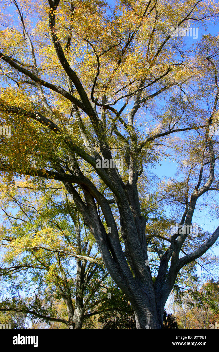 Virginia oak trees hi-res stock photography and images - Alamy