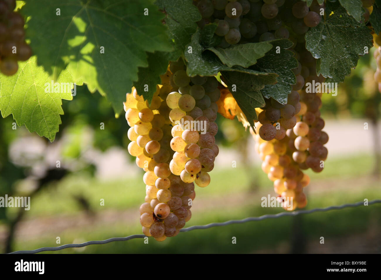 Vidal Blanc grapes on the vine for Inniskillin Ice Wines in Niagara ...
