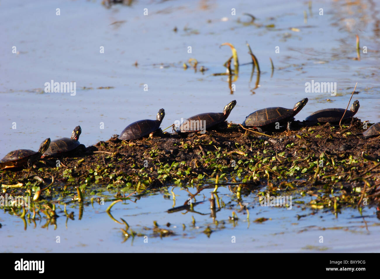 Painted Turtles sunning themselves at Dutch Gap, Chesterfield, Virginia ...