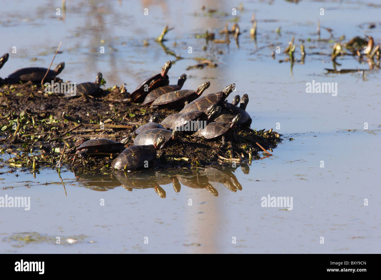 Painted Turtles sunning themselves at Dutch Gap, Chesterfield, Virginia ...