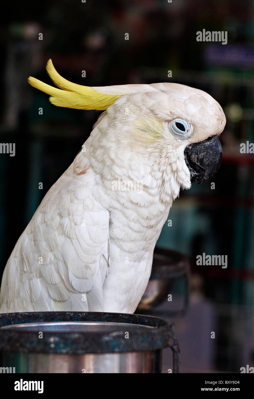 White cockatoos hi-res stock photography and images - Alamy