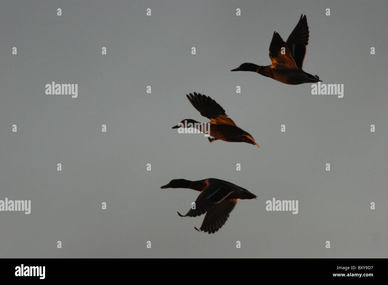 Mallard ducks (Anas platyrhynchos )in flight. Dutch Gap, Chesterfield ...
