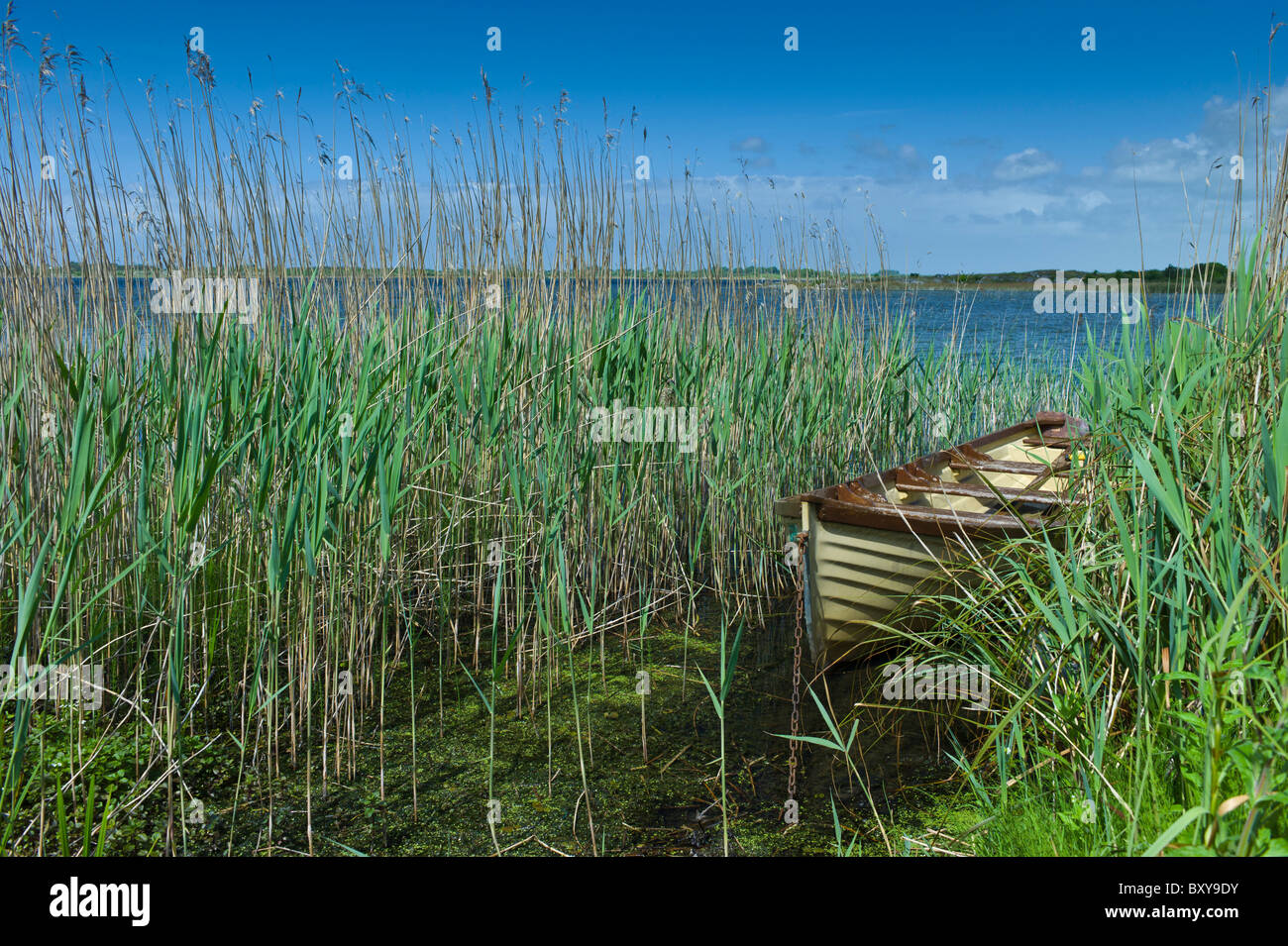 Reed among the reeds hi-res stock photography and images - Alamy