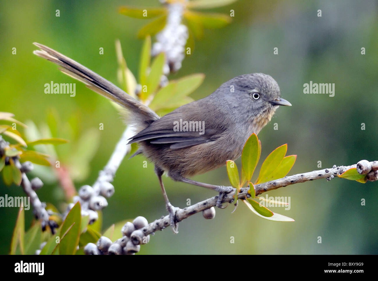 Wrentit (Chamaea fasciata) perched with tail raised, showing gray-brown ...
