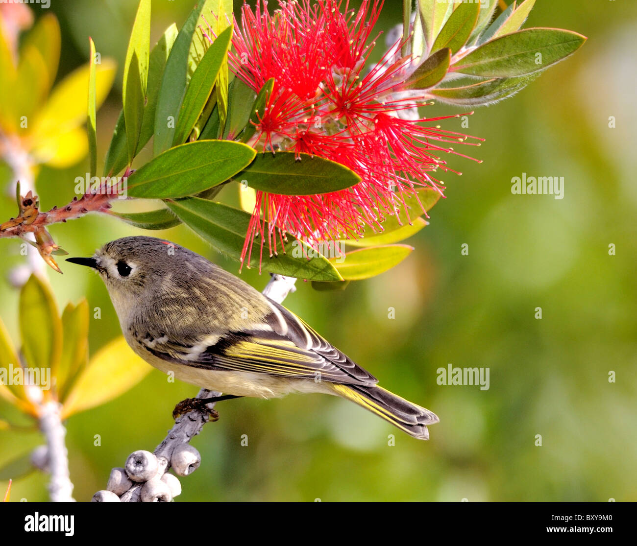 An Ruby-crowned Kinglet bird (Regulus calendula), perched on a branch ...