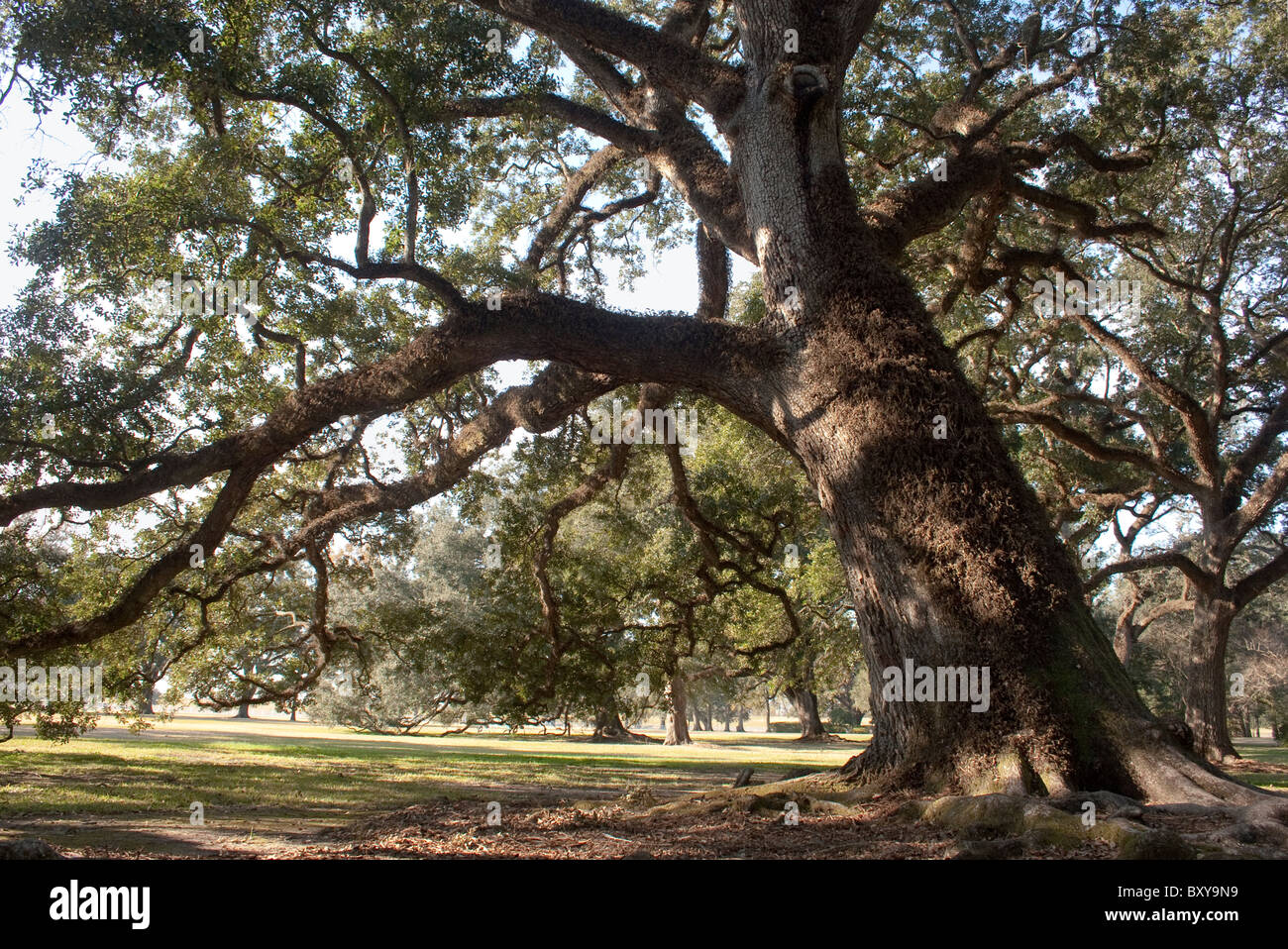 300 year old oak tree at Oak Alley plantation in Louisiana, USA Stock ...