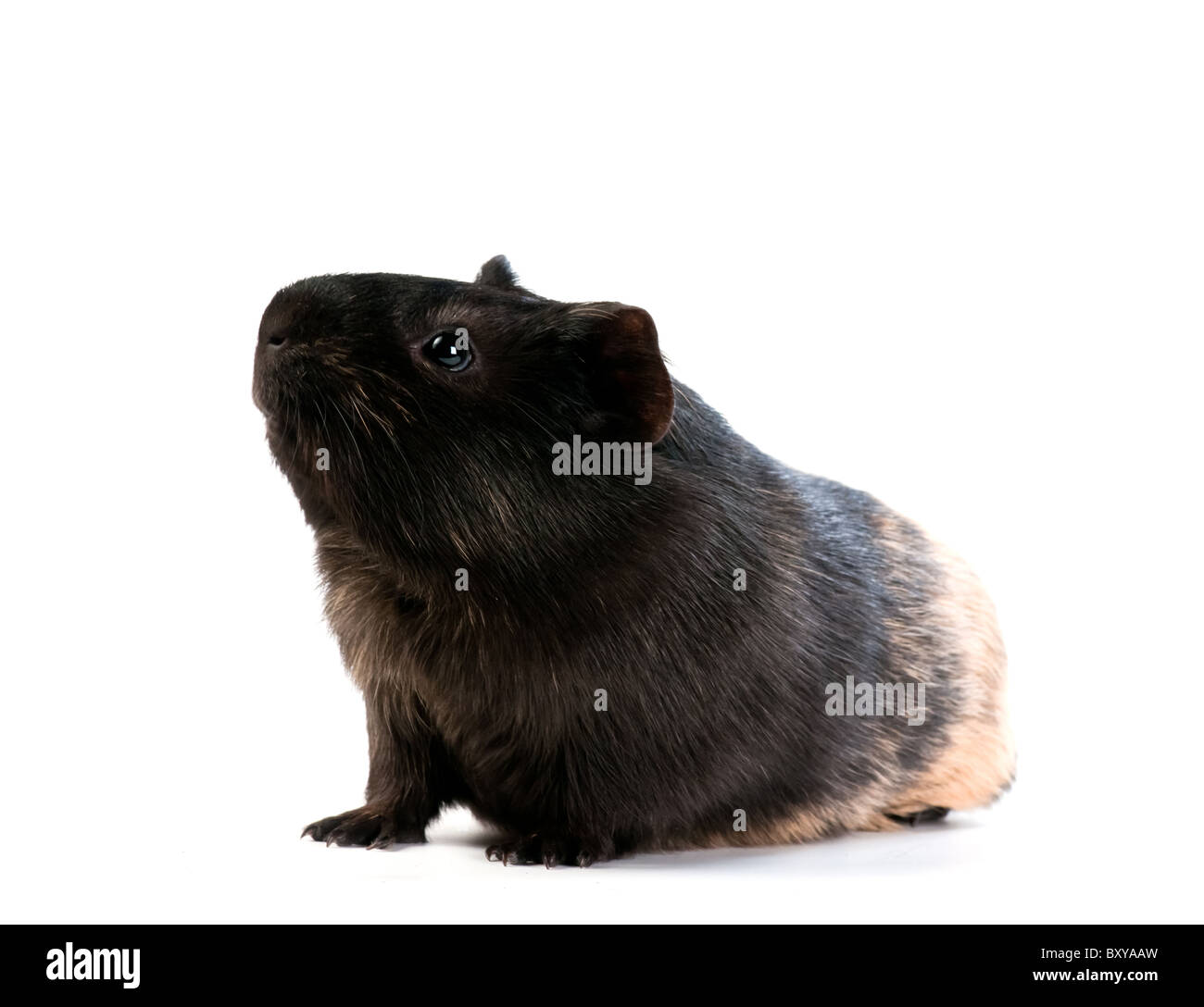 brown cavy on white background Stock Photo - Alamy