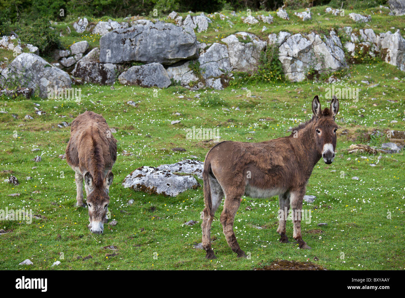 Traditional Irish brown and grey donkeys in The Burren, County Clare ...