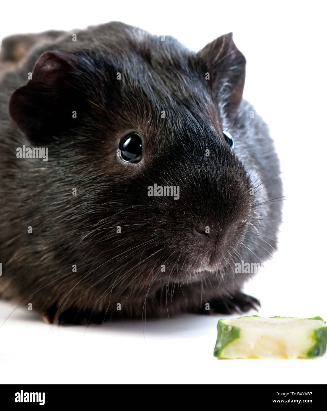 brown cavy on white background Stock Photo - Alamy