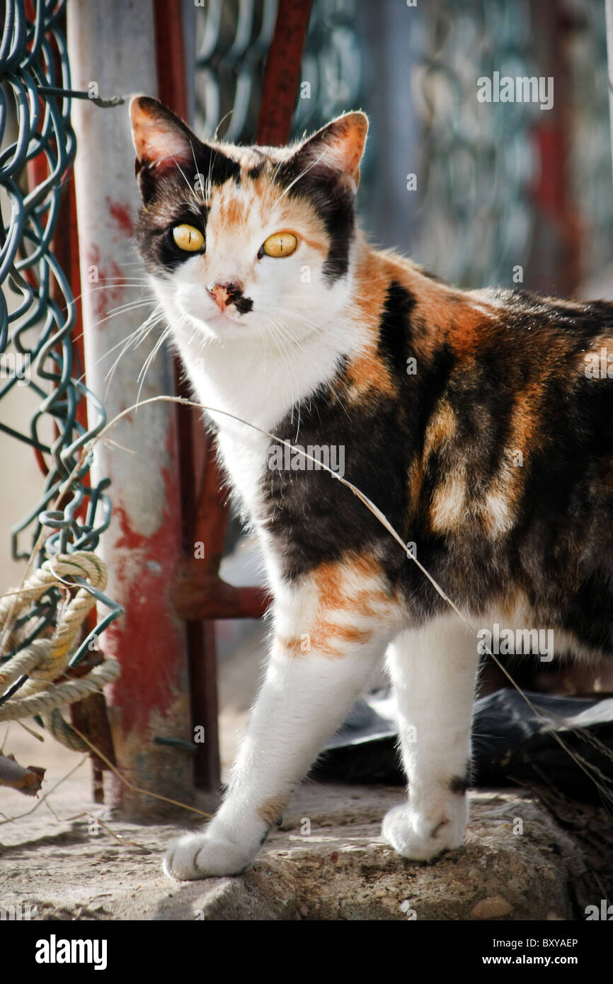 View of a domestic cat crossing the fence hunting for mice Stock Photo ...