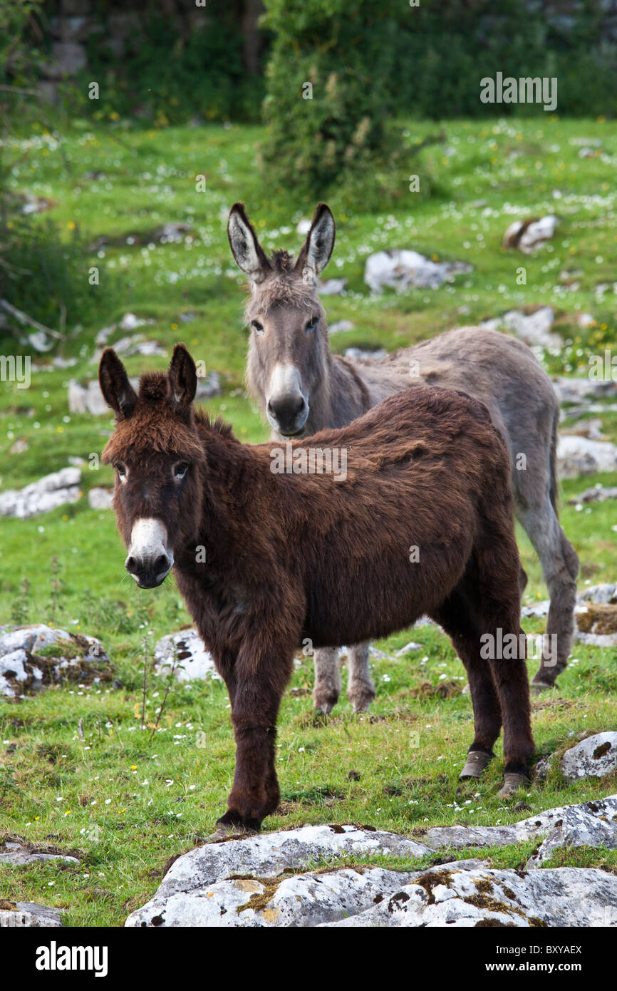 Traditional Irish brown and grey donkeys in The Burren, County Clare ...