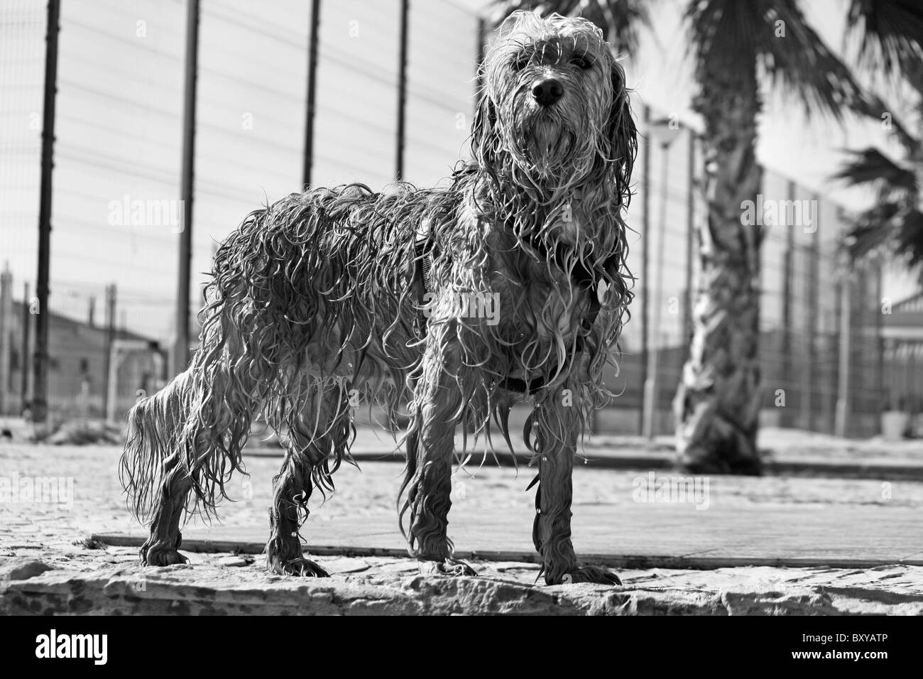 View of a domestic dog with his fur wet standing on the ground Stock ...