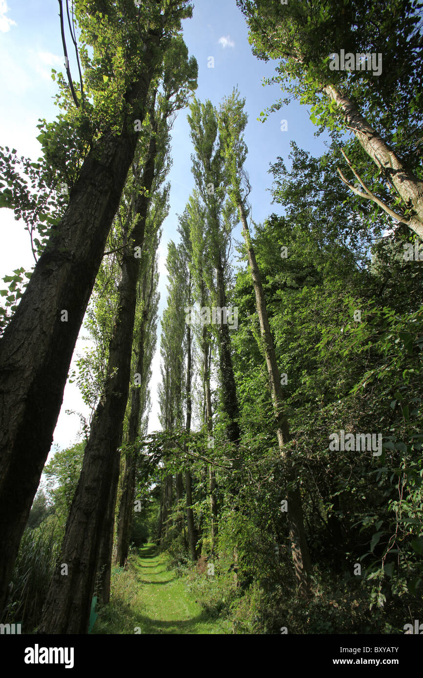 Black poplar uk hi-res stock photography and images - Alamy