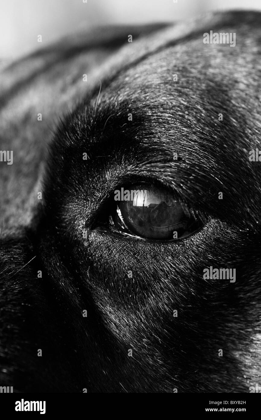 Pet side eye Black and White Stock Photos & Images - Alamy