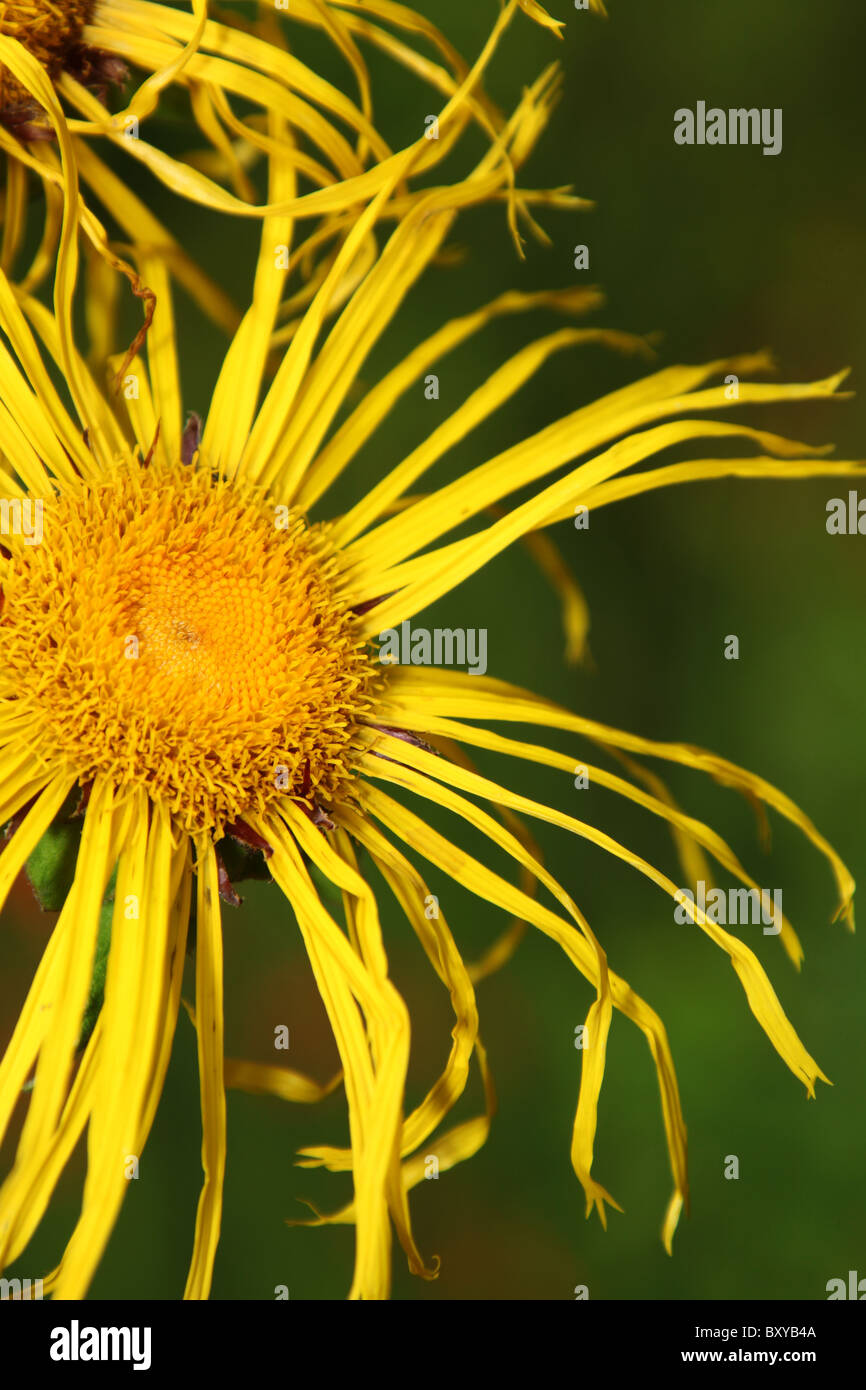 Inula magnifica hi-res stock photography and images - Alamy