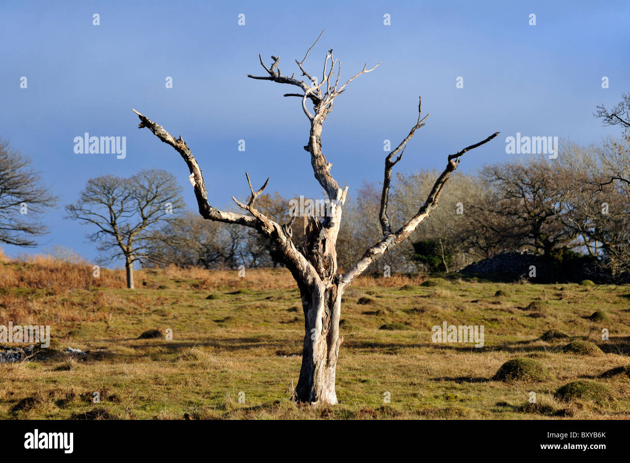 Kendal dead hi-res stock photography and images - Alamy