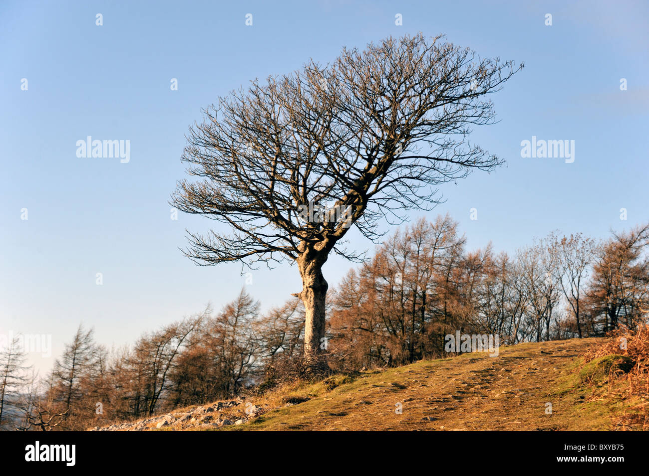 Beech tree in winter hi-res stock photography and images - Alamy