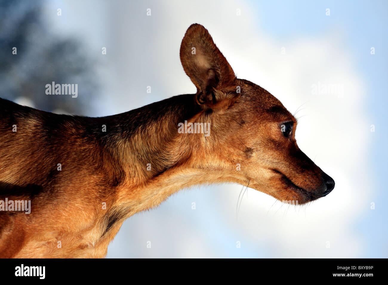 Peculiar dog hi-res stock photography and images - Alamy