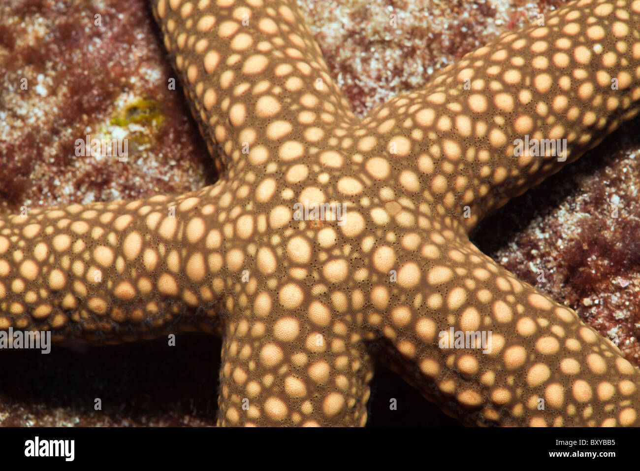 Yellow Starfish, Fromia sp., Candidasa, Bali, Indonesia Stock Photo - Alamy