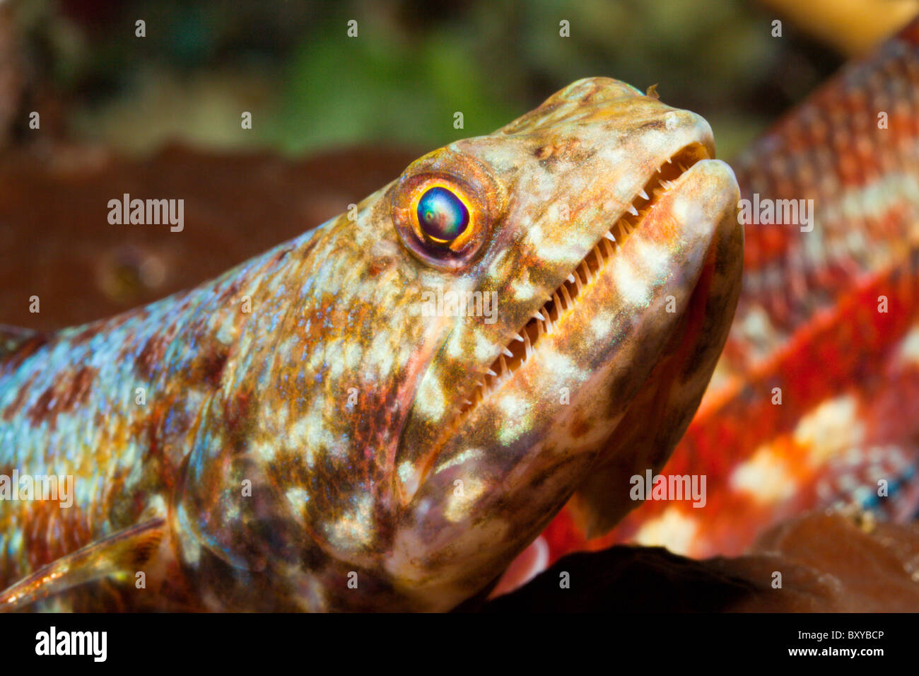Reef Lizardfish, Synodus variegatus, Candidasa, Bali, Indonesia Stock ...