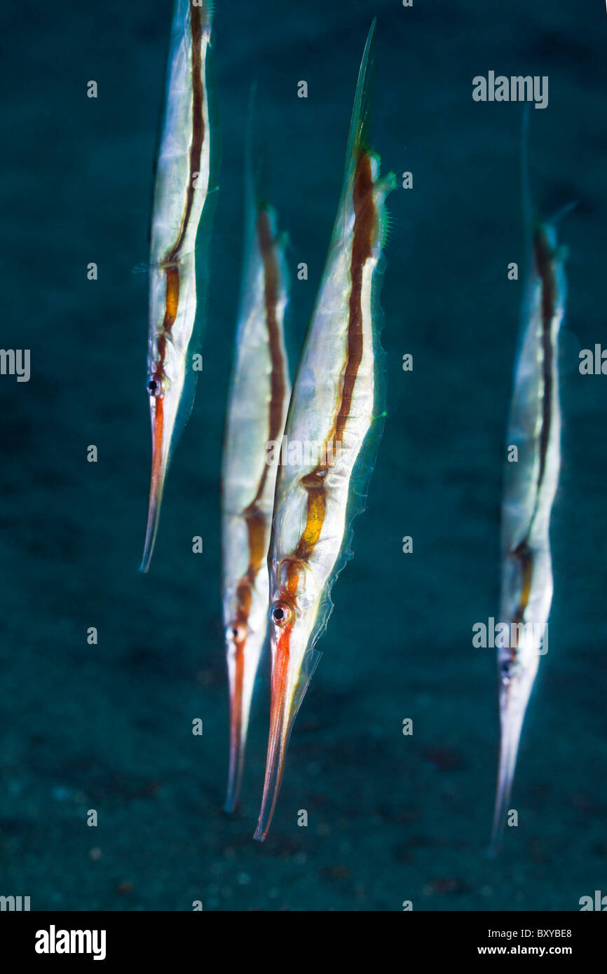 Group of Razorfish, Aeoliscus strigatus, Amed, Bali, Indonesia Stock ...