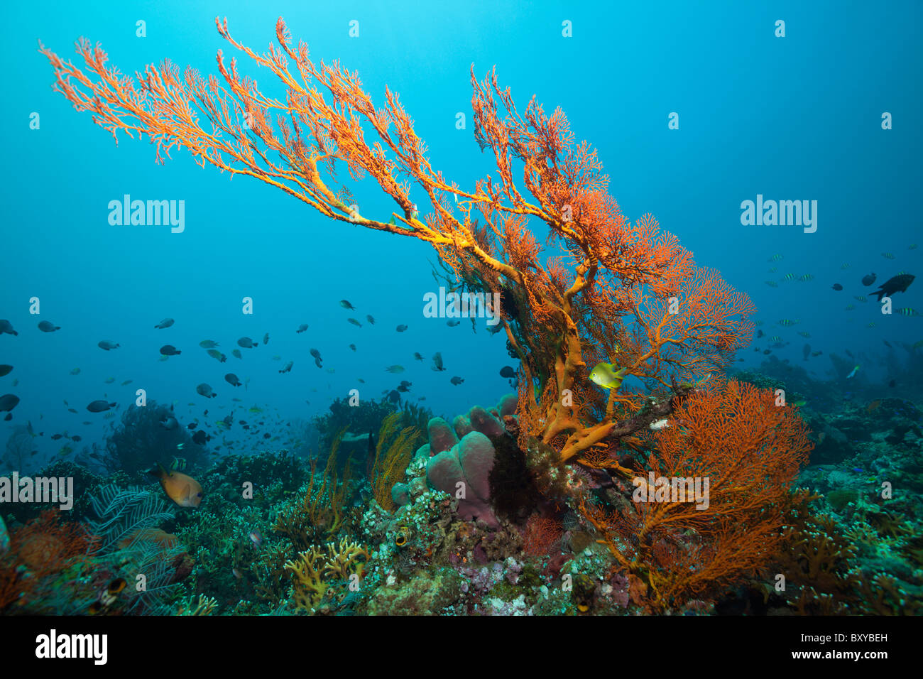 Seafan in Coral Reef, Melithaea sp., Amed, Bali, Indonesia Stock Photo ...