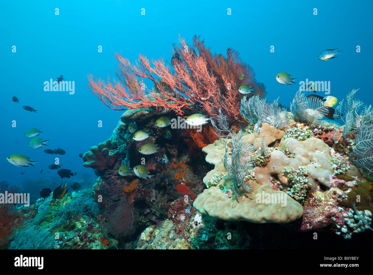 Seafan in Coral Reef, Melithaea sp., Amed, Bali, Indonesia Stock Photo ...