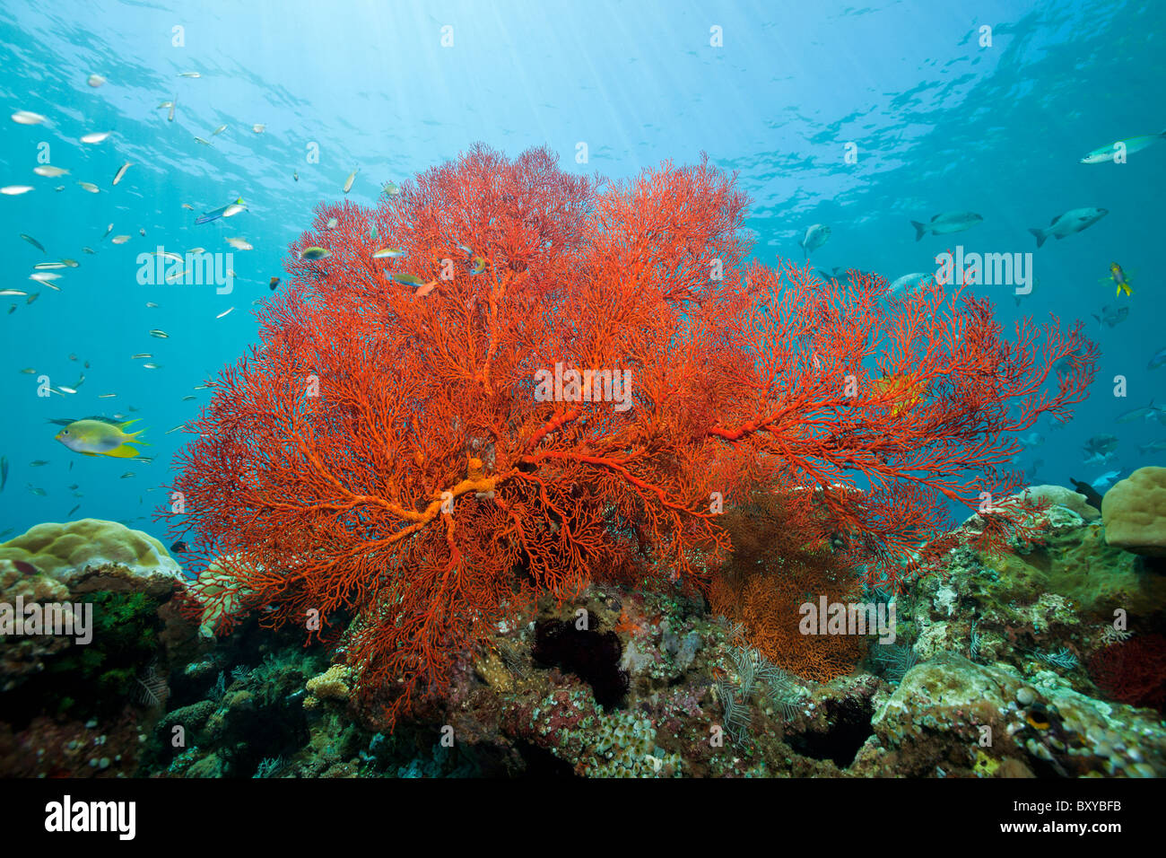 Seafan in Coral Reef, Melithaea ochracea, Amed, Bali, Indonesia Stock ...