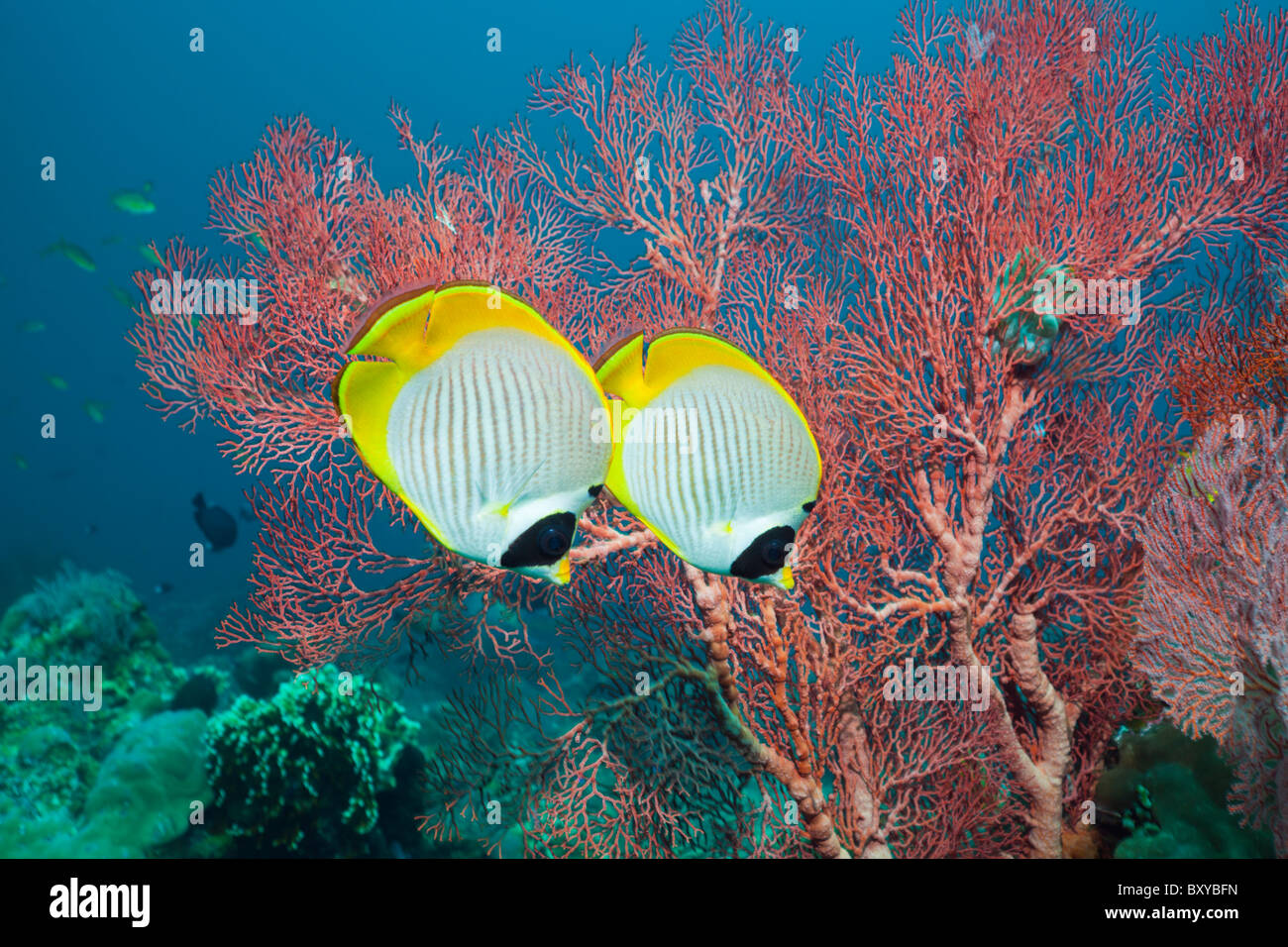 Pair of Panda Butterflyfish, Chaetodon adiergastos, Amed, Bali ...
