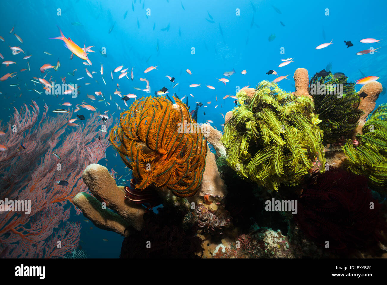 Colorful Coral Reef, Amed, Bali, Indonesia Stock Photo - Alamy