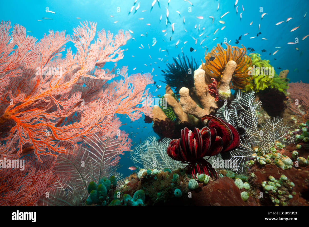 Colorful Coral Reef, Amed, Bali, Indonesia Stock Photo - Alamy