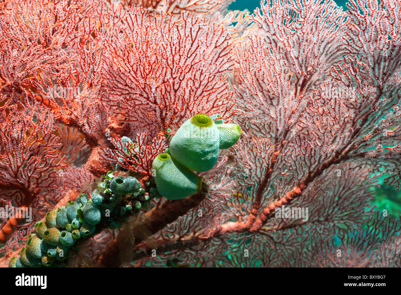 Didemnum High Resolution Stock Photography and Images - Alamy