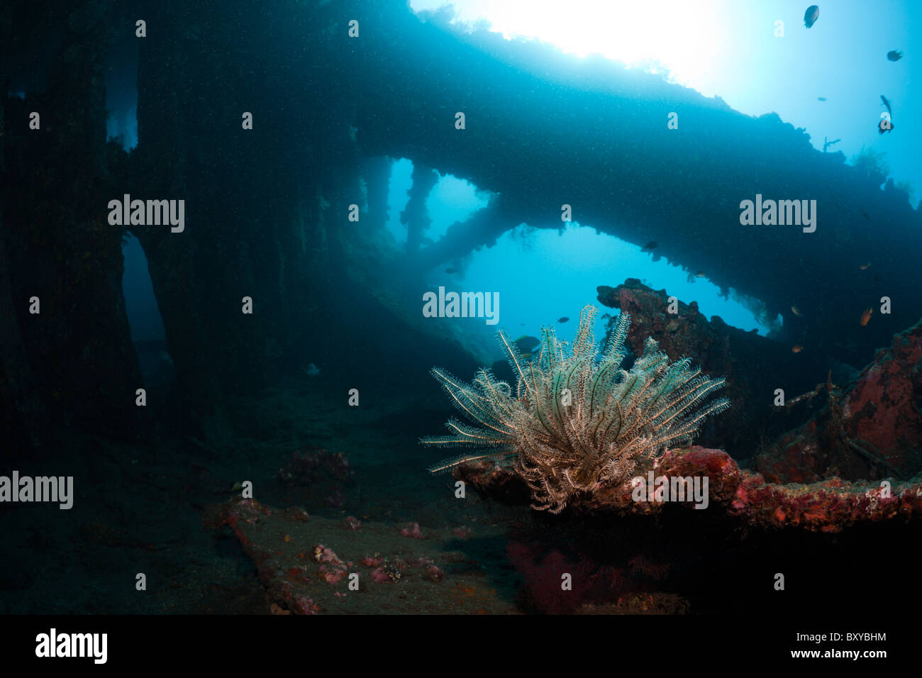 Impressions of Liberty Wreck, Tulamben, Bali, Indonesia Stock Photo - Alamy