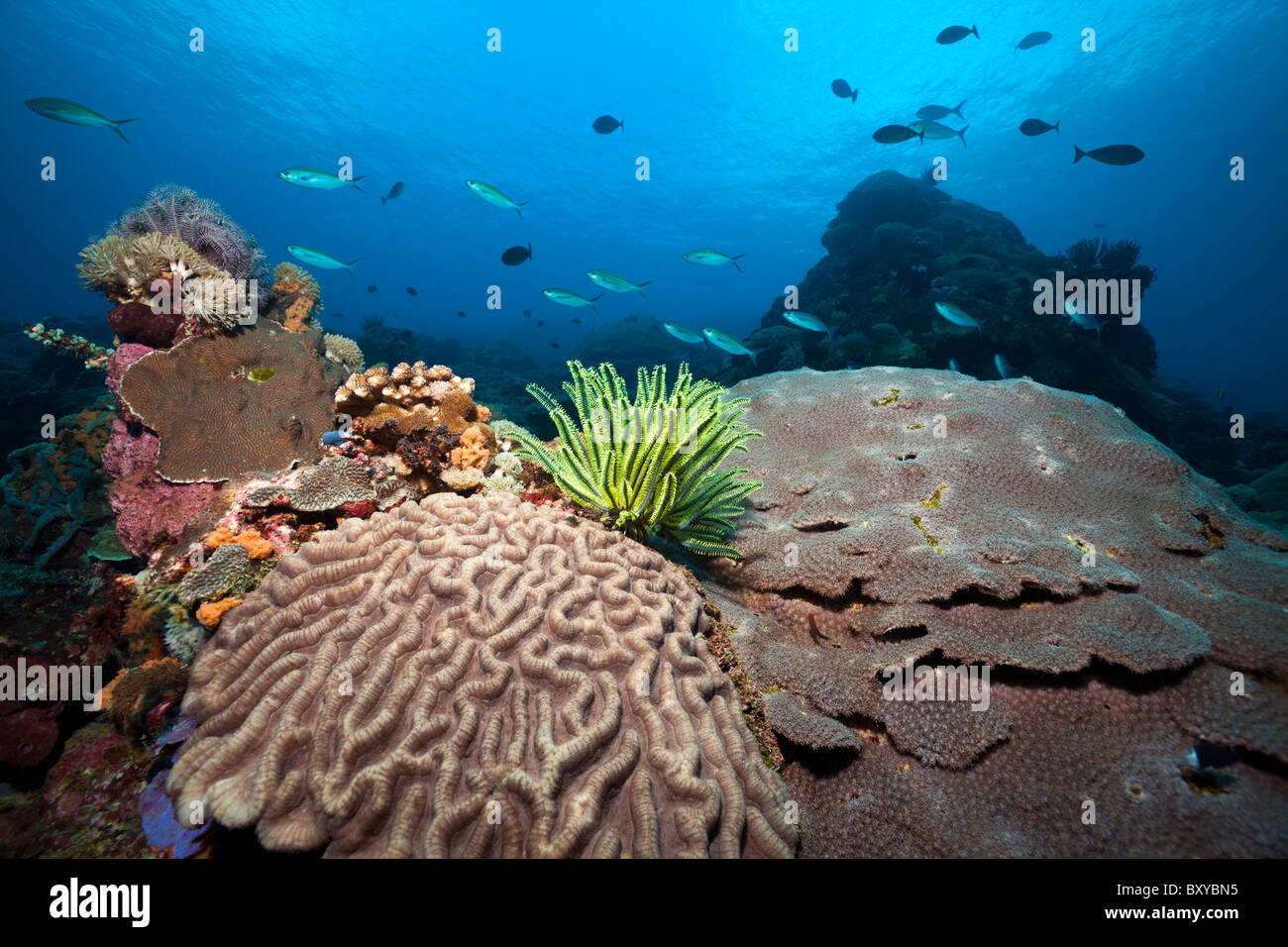 Coral Reef with Crinoid, Nusa Penida, Bali, Indonesia Stock Photo - Alamy