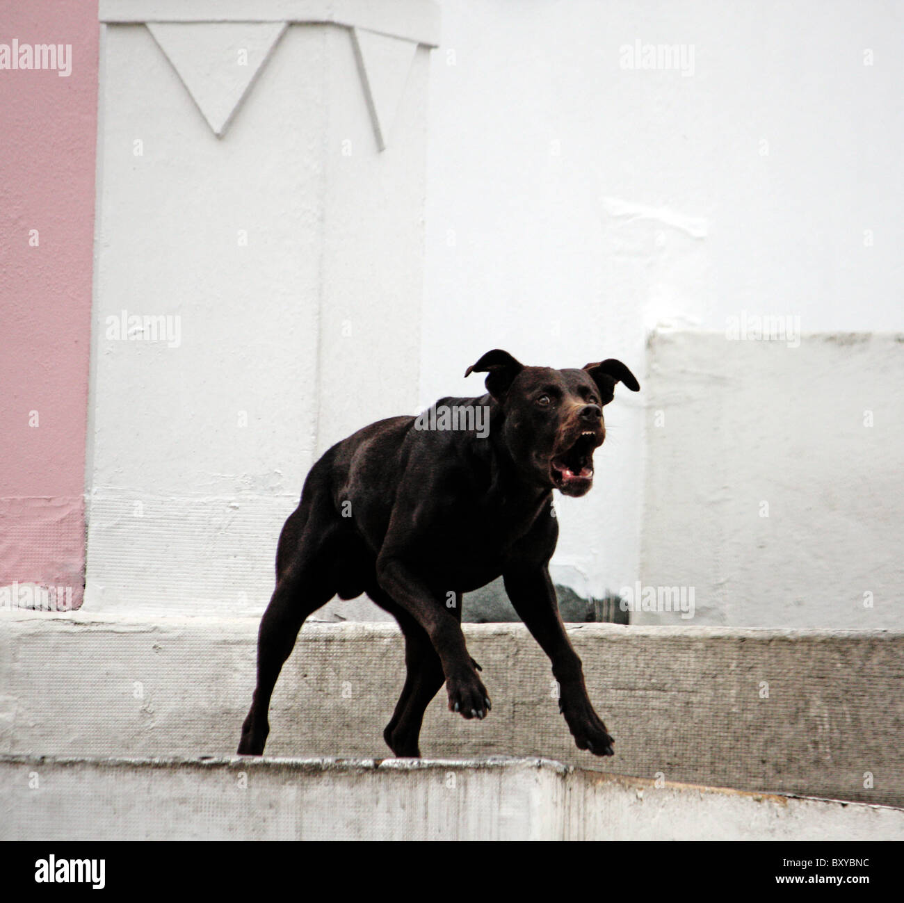 Angry dog barking side view hi-res stock photography and images - Alamy