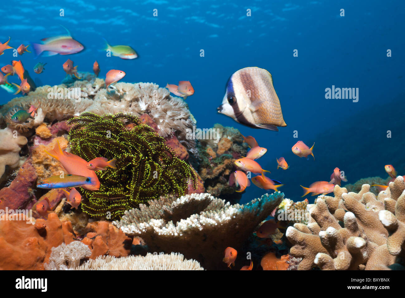 Coral Fishes in Coral Reef, Nusa Penida, Bali, Indonesia Stock Photo ...