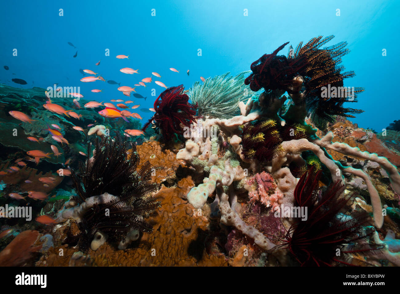 Coral Fishes in Coral Reef, Nusa Penida, Bali, Indonesia Stock Photo ...