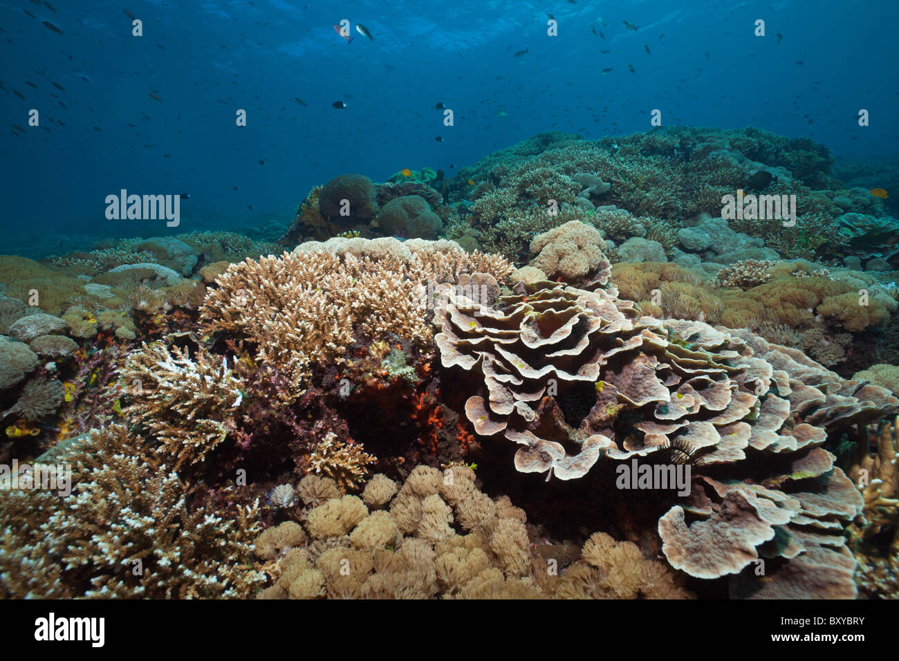 Healthy coral reef nusa penida hi-res stock photography and images - Alamy