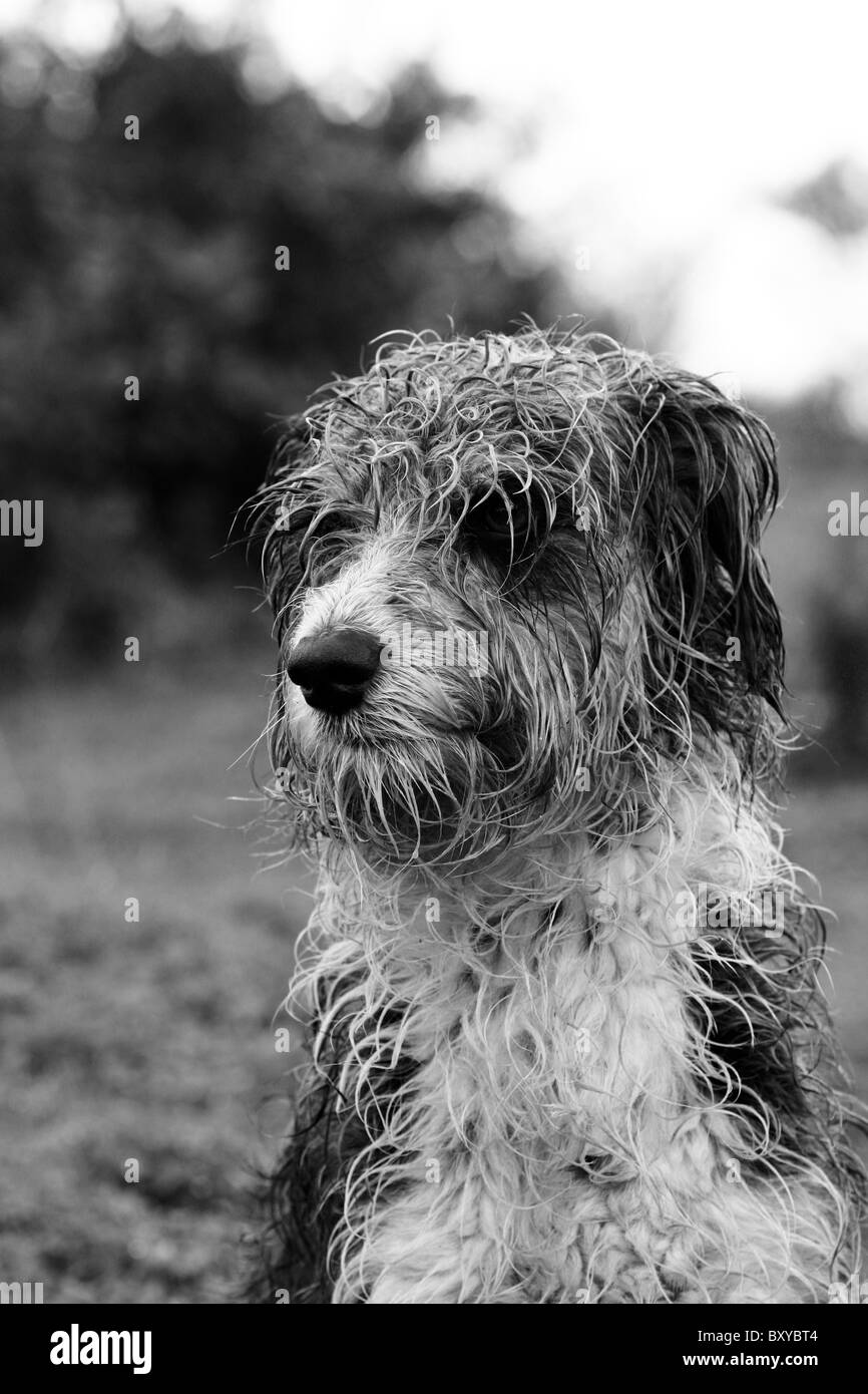 Dog wet nose Black and White Stock Photos & Images - Alamy