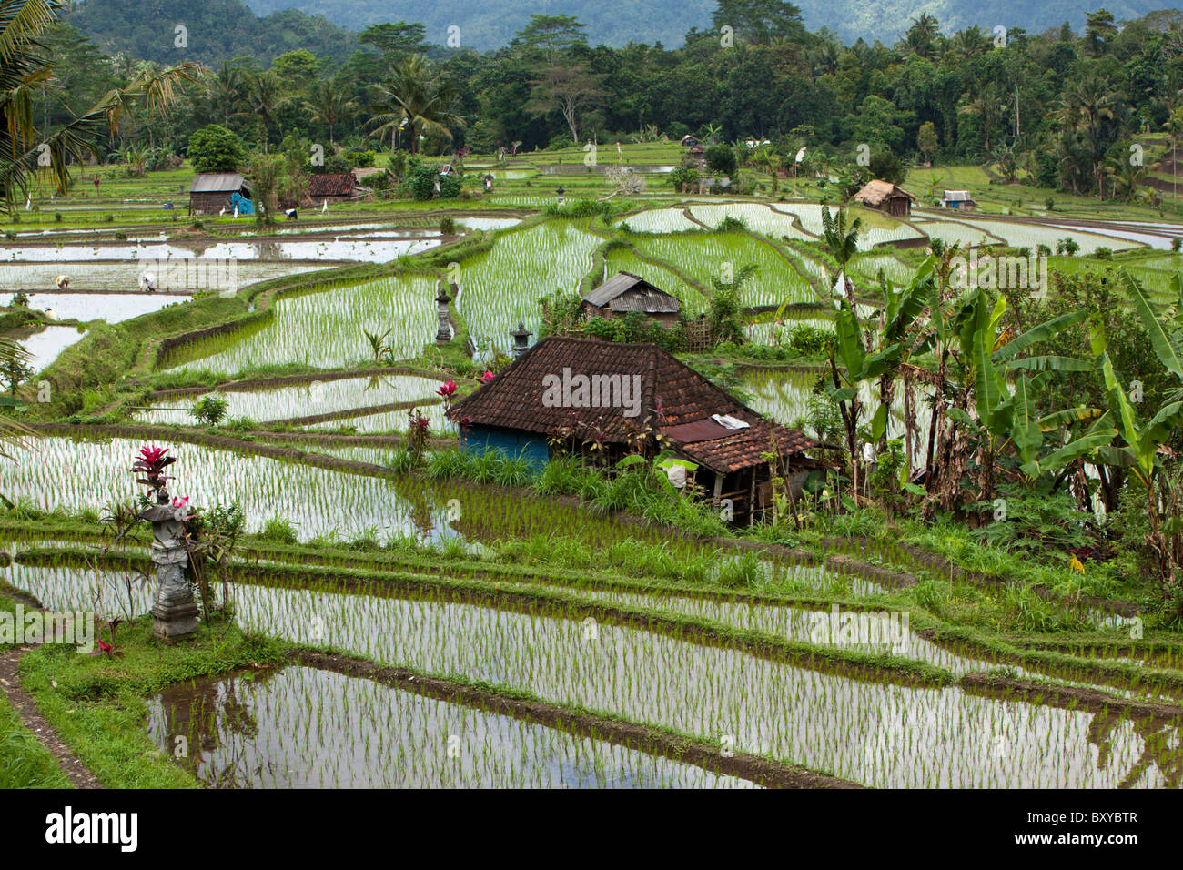 Ricefields at Bali, Oryza, Bali, Indonesia Stock Photo - Alamy